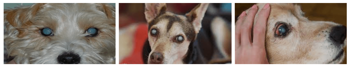 Cataract Surgery in Dogs Cataract Surgery in Dogs
